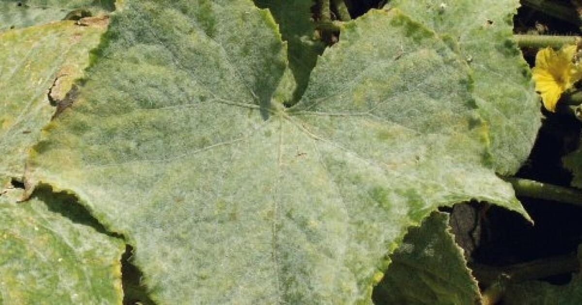Uhorky v minulom roku napádala pleseň Uhorky v minulom roku napádala pleseň