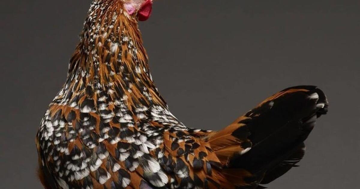 FOTO: Sliepky, ako ich nepoznáte: Tieto zábery musíte vidieť FOTO: Sliepky, ako ich nepoznáte: Tieto zábery musíte vidieť