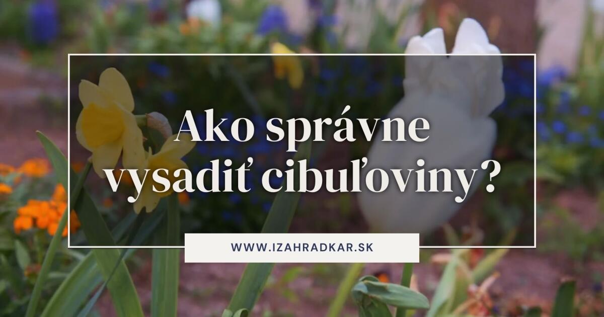 TEASER | Viete, kedy a ako vysadiť jarné cibuľoviny? TEASER | Viete, kedy a ako vysadiť jarné cibuľoviny?
