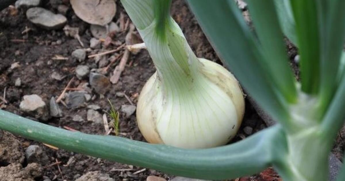 Viete, kedy je najlepší čas na zber cibule a kedy cesnaku? Takto to ... Viete, kedy je najlepší čas na zber cibule a kedy cesnaku? Takto to ...